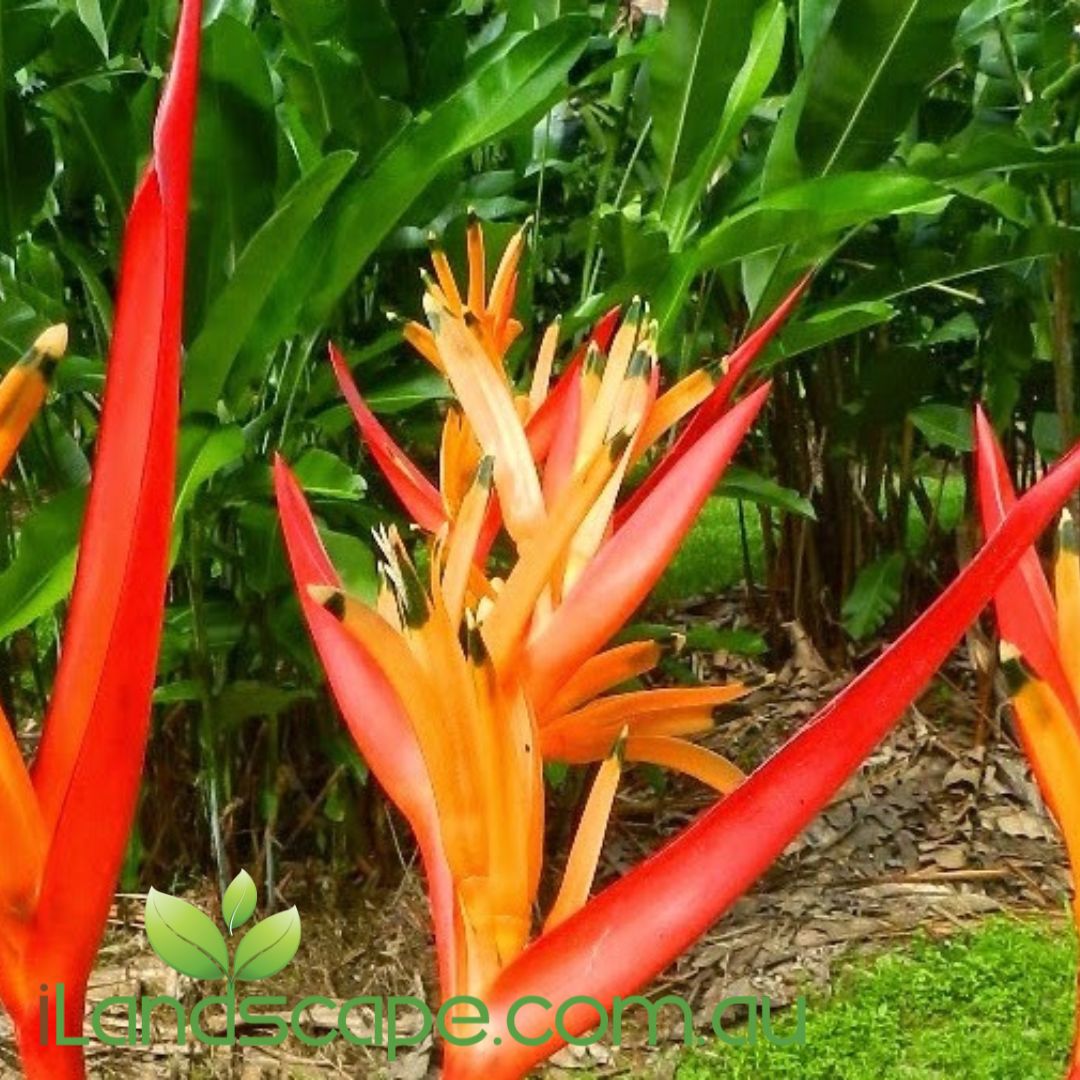 Tropical Plants – Page 2– Sunshine Coast Nursery & Garden Centre