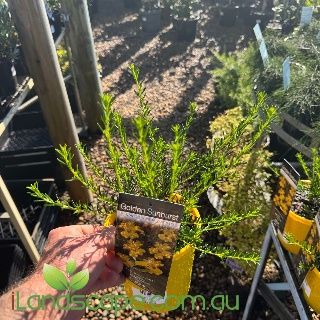Hibbertia Scandens Golden Sunburst – Sunshine Coast Nursery & Garden Centre