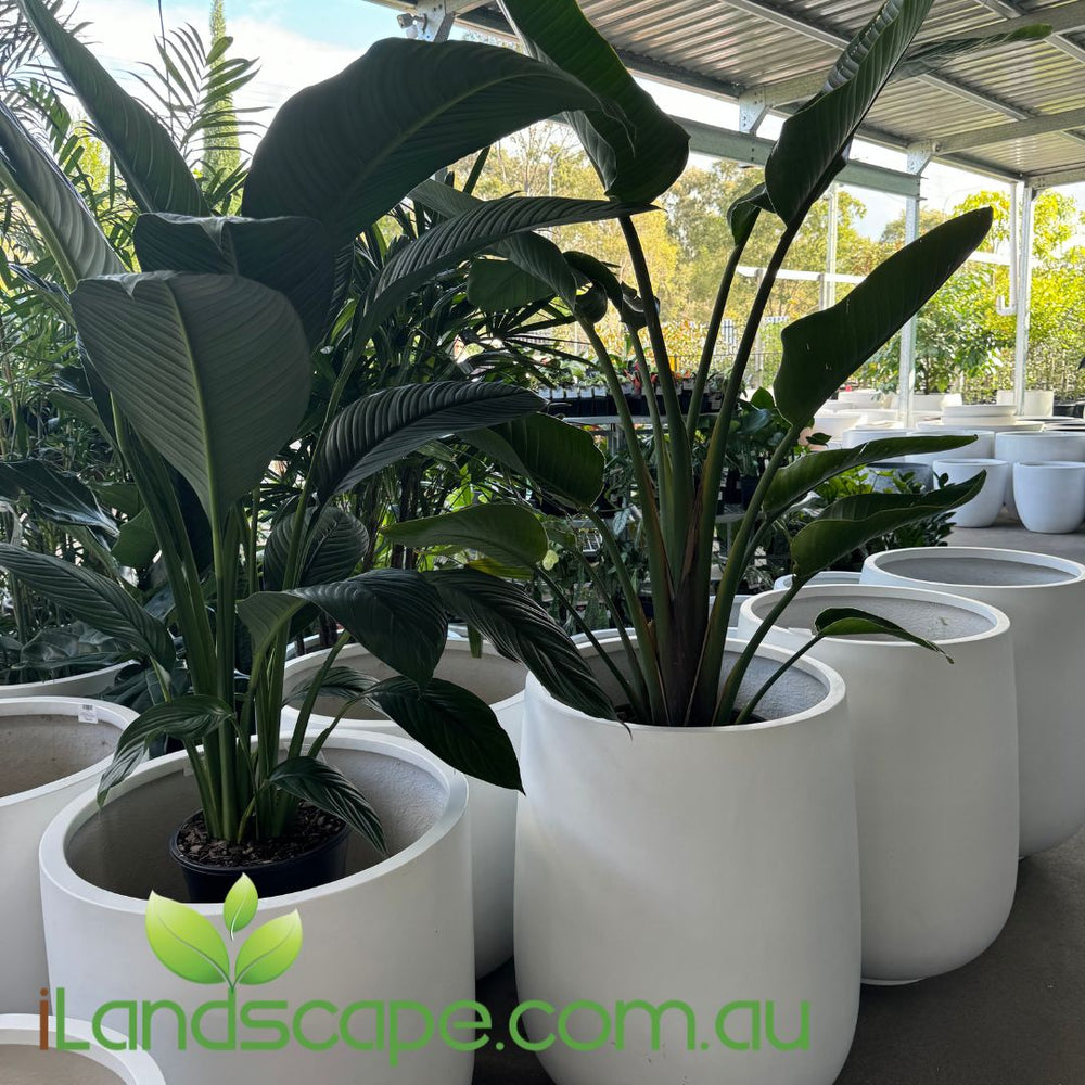 Horseshoe Planter Pot - Also known as Hamptons Pot – Sunshine Coast ...