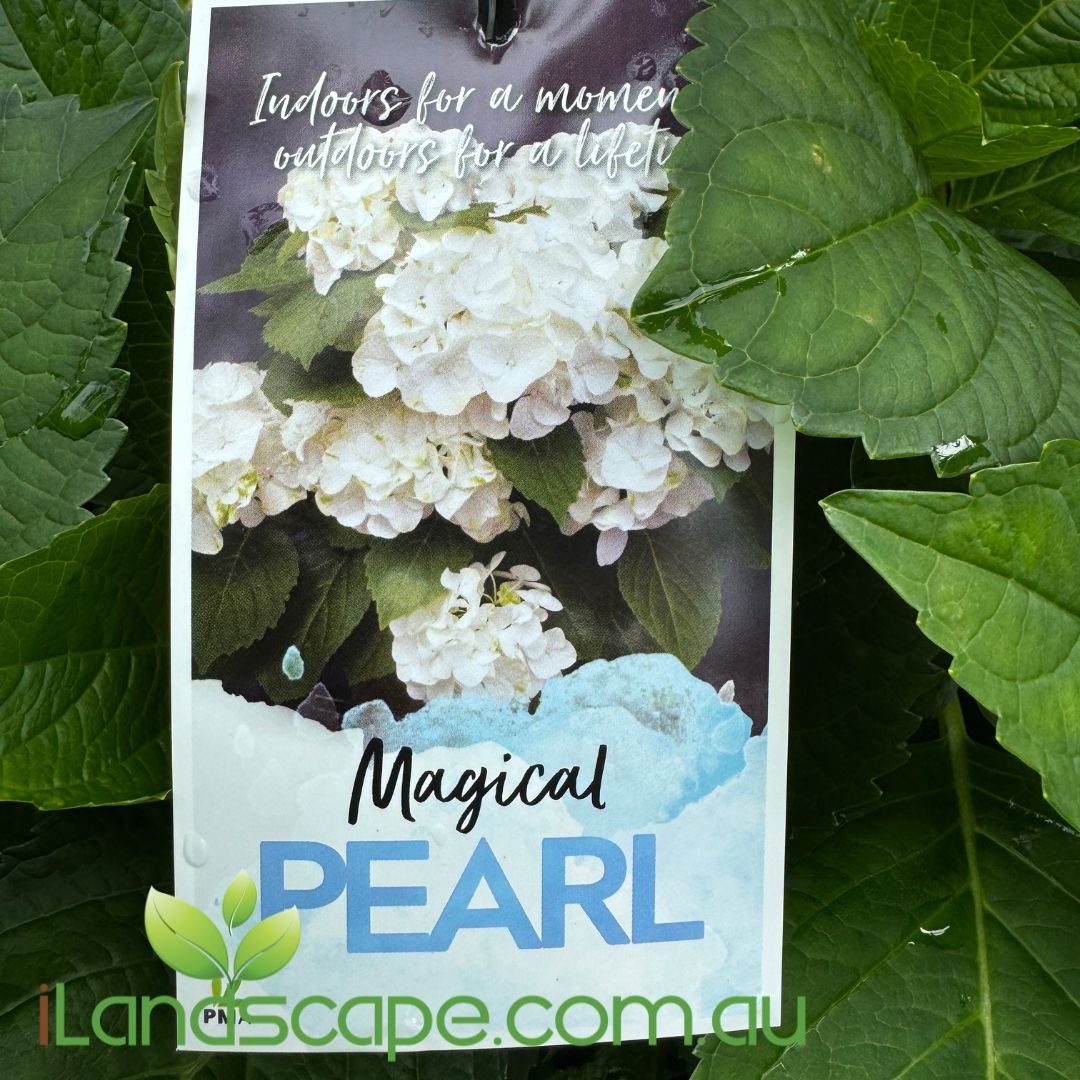 Hydrangea Magical Pearl | Compact White Hydrangea with Seasonal Colour ...