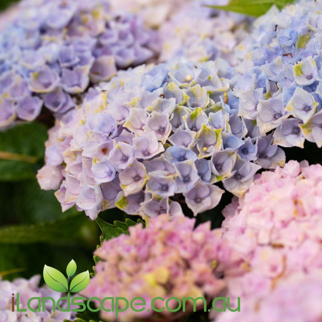 Hydrangea Magical Revolution – Compact Colour-Changing Blooms ...
