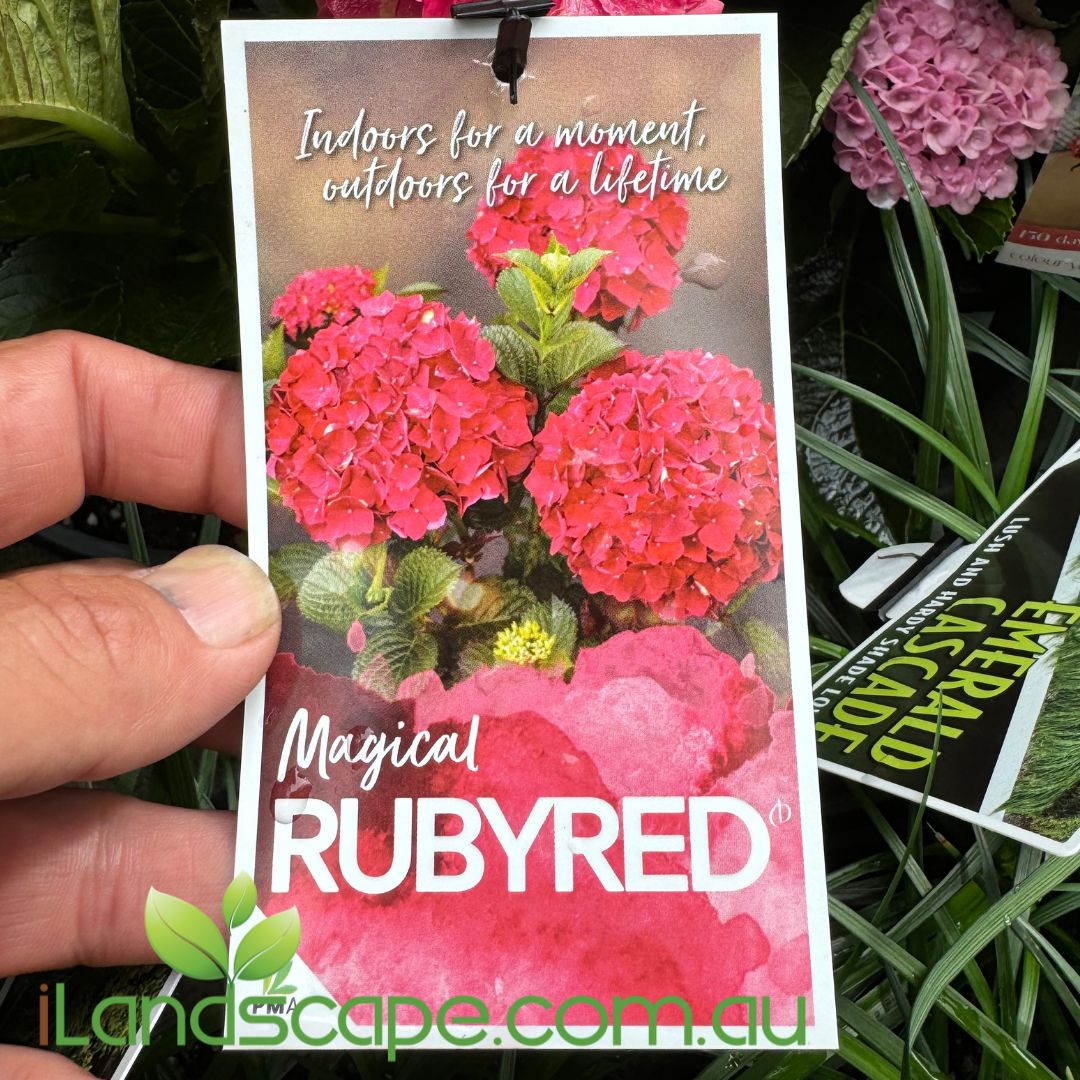 Hydrangea Magical Ruby Red – Sunshine Coast Nursery & Garden Centre