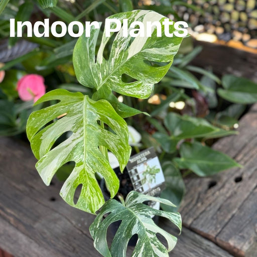 The Sunshine Coast Nursery and Garden Centre - Caloundra – Sunshine ...