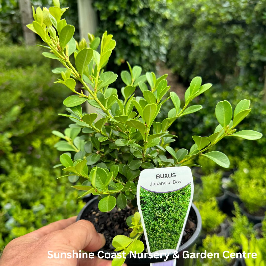 Buxus microphylla japonica Japanese Box – Sunshine Coast Nursery ...
