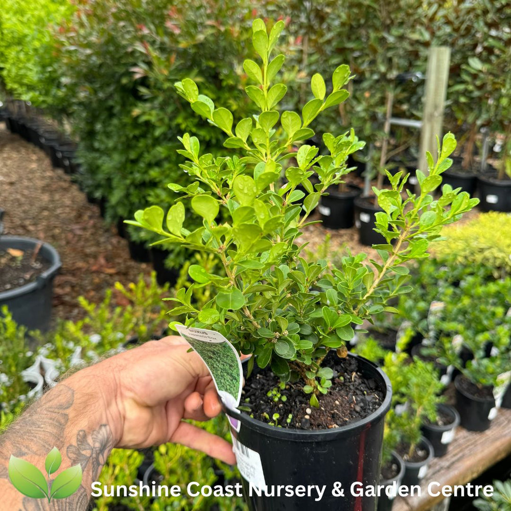 Buxus microphylla japonica Japanese Box – Sunshine Coast Nursery ...