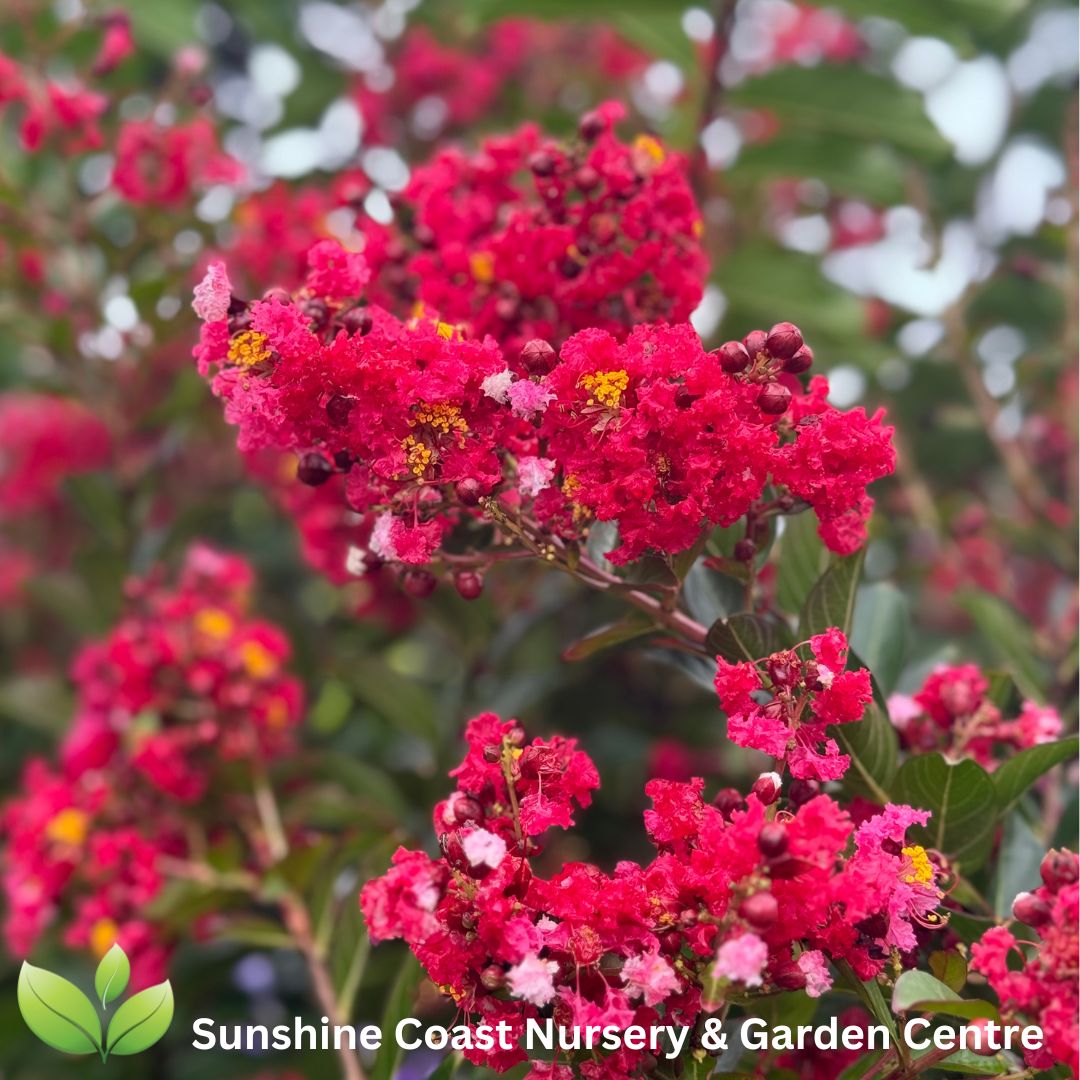 Lagerstroemia 'Enduring Summer Red' Crepe Myrtle – Sunshine Coast ...