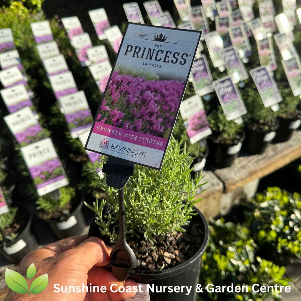 Lavendula 'The Princess Lavender' – Sunshine Coast Nursery & Garden Centre
