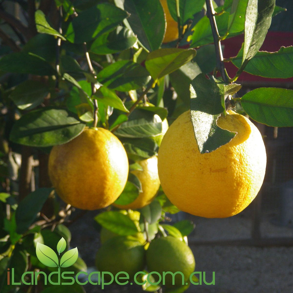 Citrus ‘Lemonade’ – Sunshine Coast Nursery & Garden Centre