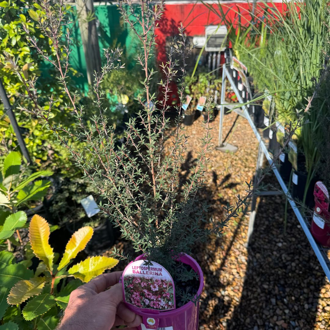Leptospermum scoparium Ballerina – Sunshine Coast Nursery & Garden Centre