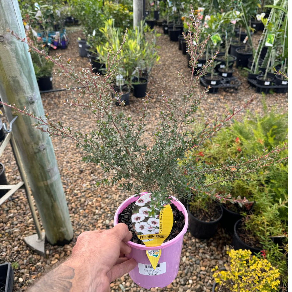 Leptospermum Stephen Rose – Sunshine Coast Nursery & Garden Centre