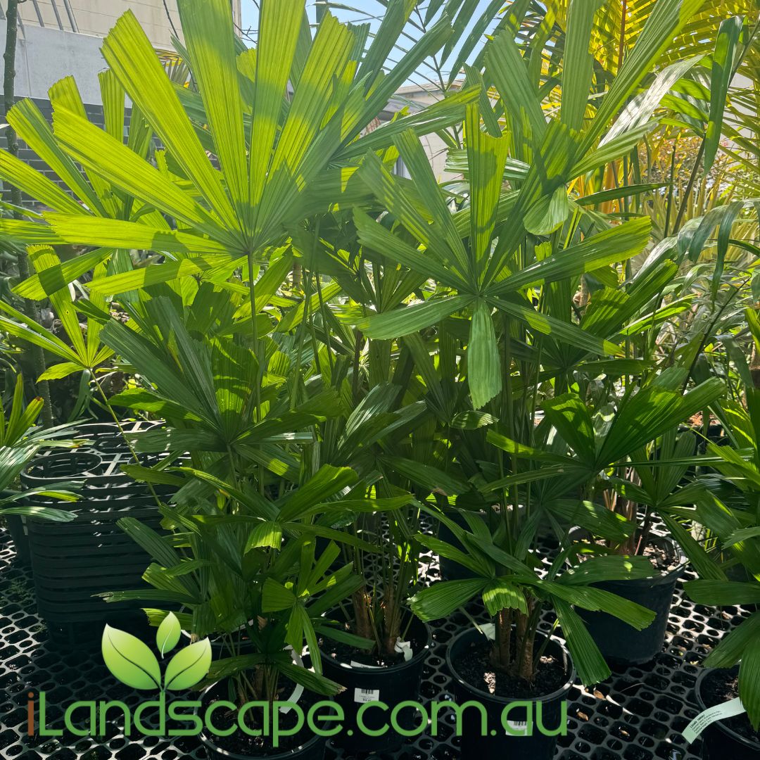 Licuala ramsayi | Australian Fan Palm for Tropical Shade – Sunshine ...