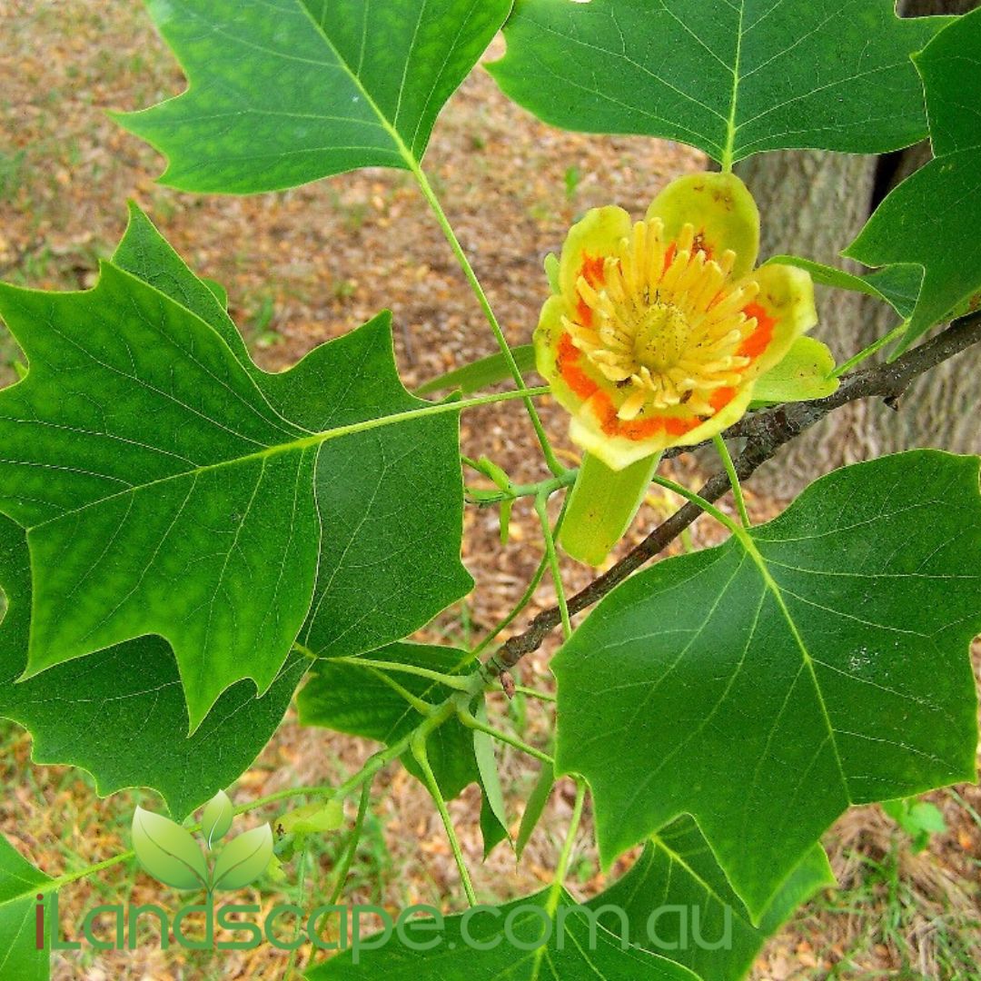 Liriodendron Tulipifera Yellow Poplar Yellow Poplar (Liriodendron