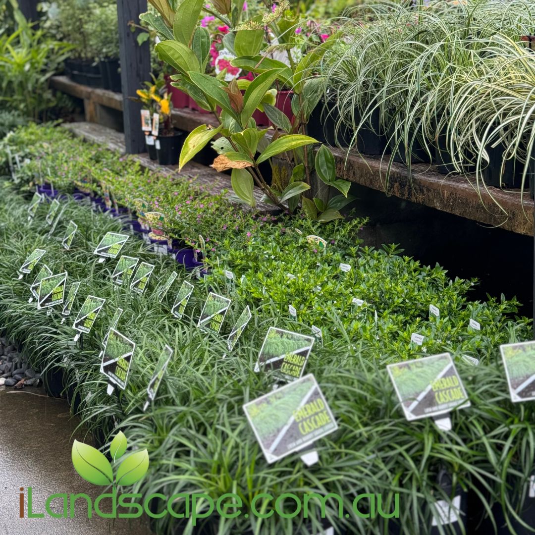 Liriope Emerald Cascade – Sunshine Coast Nursery & Garden Centre