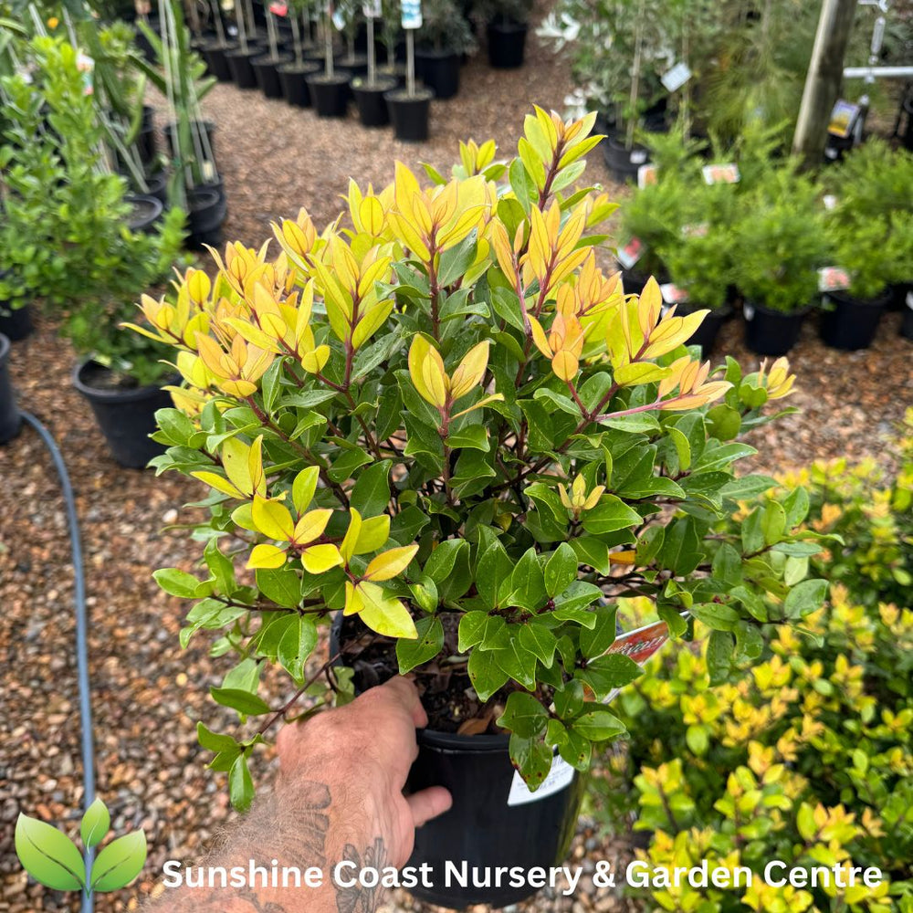 Metrosideros little ewan – Sunshine Coast Nursery & Garden Centre