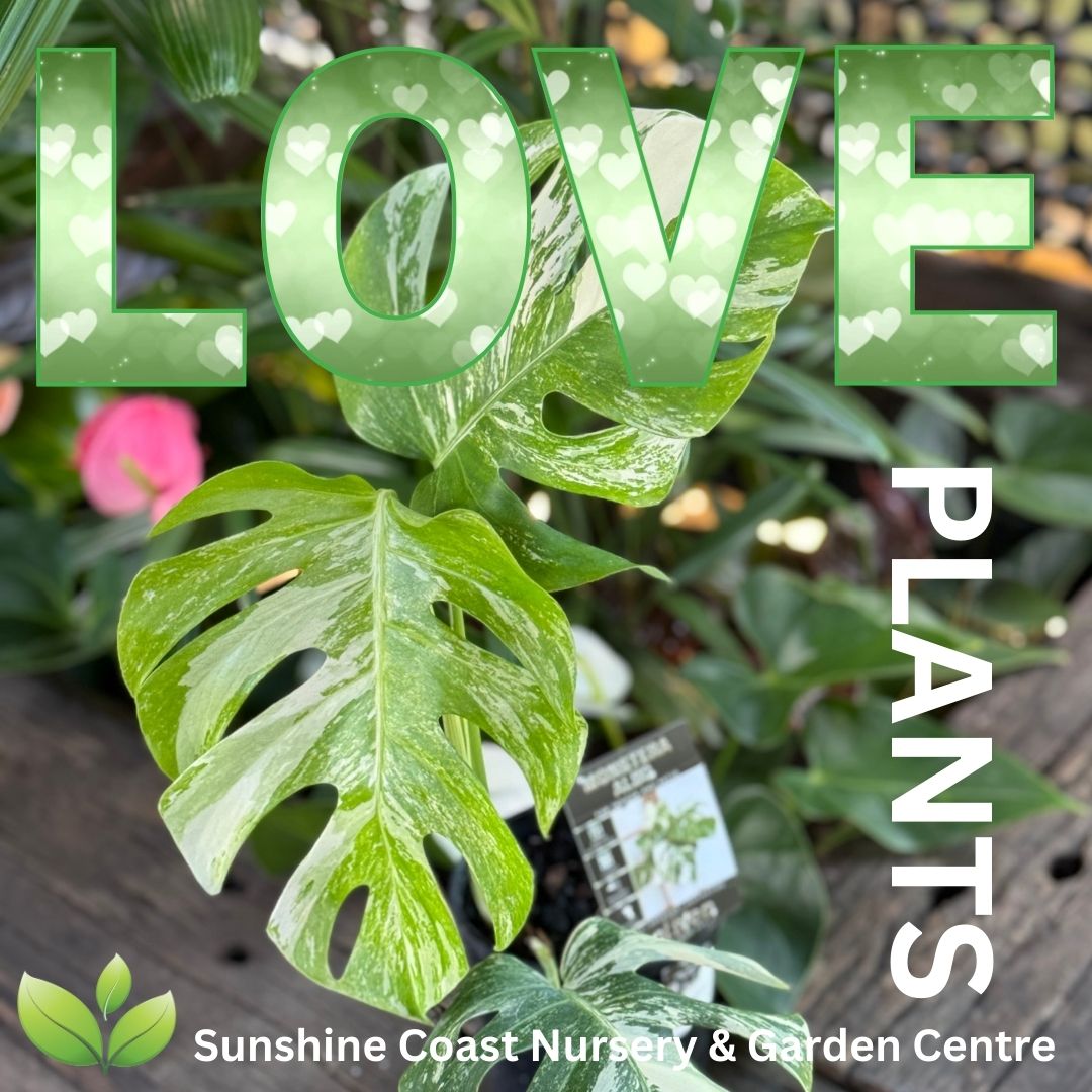 The Sunshine Coast Nursery and Garden Centre - Caloundra – Sunshine ...