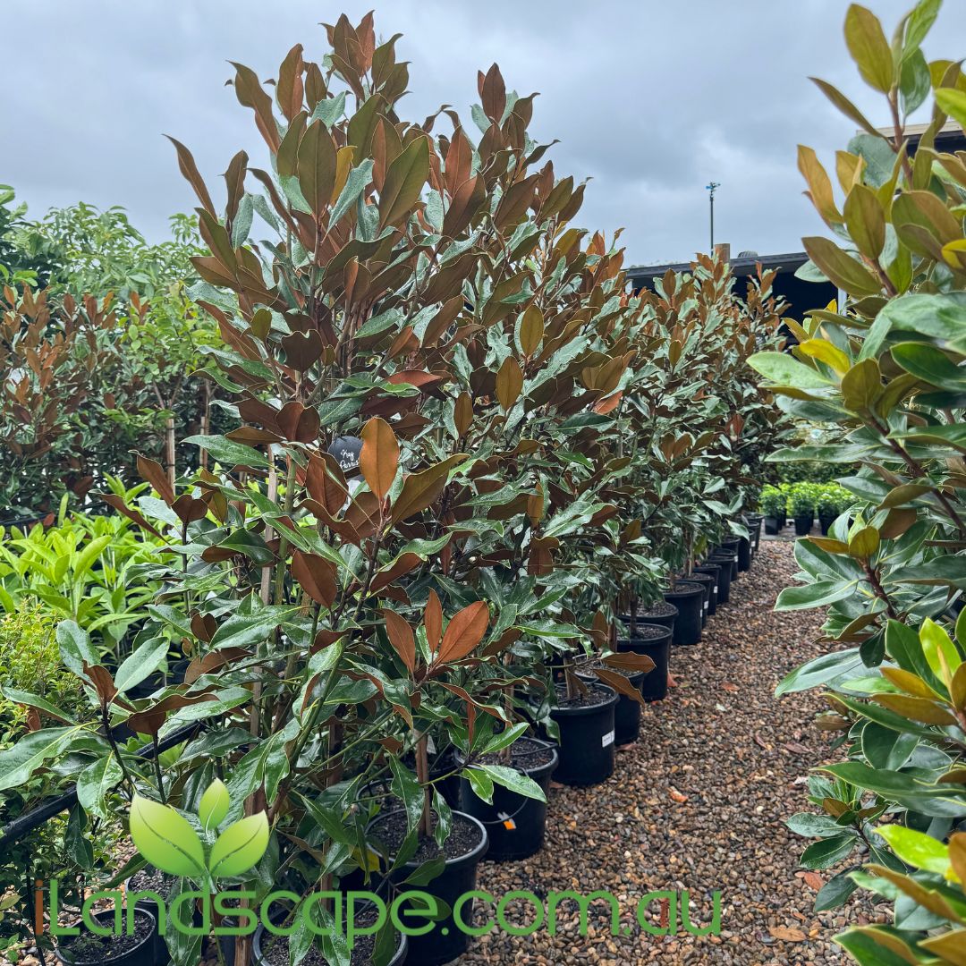 Magnolia grandiflora Sweet Spire – Sunshine Coast Nursery & Garden Centre