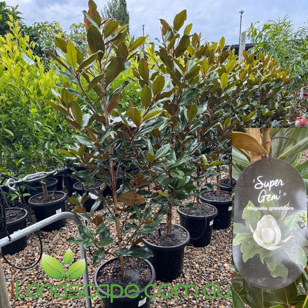 Magnolia grandiflora Super Gem – Sunshine Coast Nursery & Garden Centre
