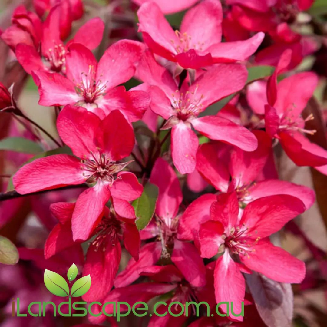 Malus Tom Matthews™ Crab Apple | Compact Ornamental Tree – Sunshine ...