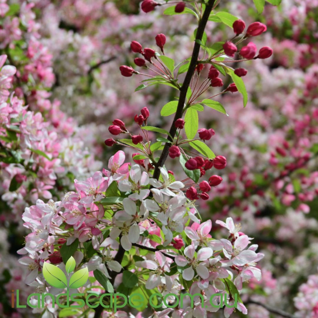 Sweet Crabapple Tree Leaves