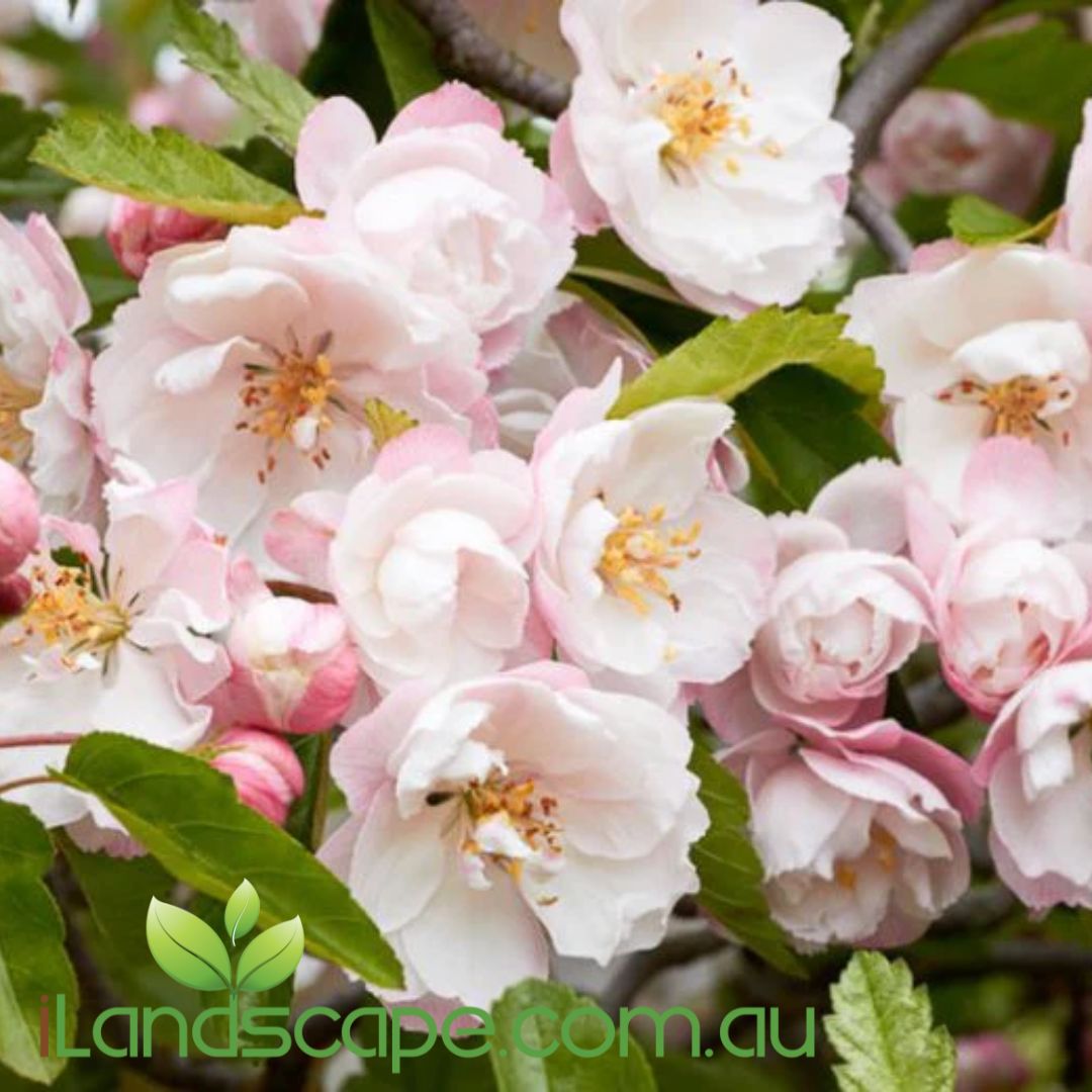 Malus ioensis Plena Crab Apple | Double Flowering Ornamental Tree ...