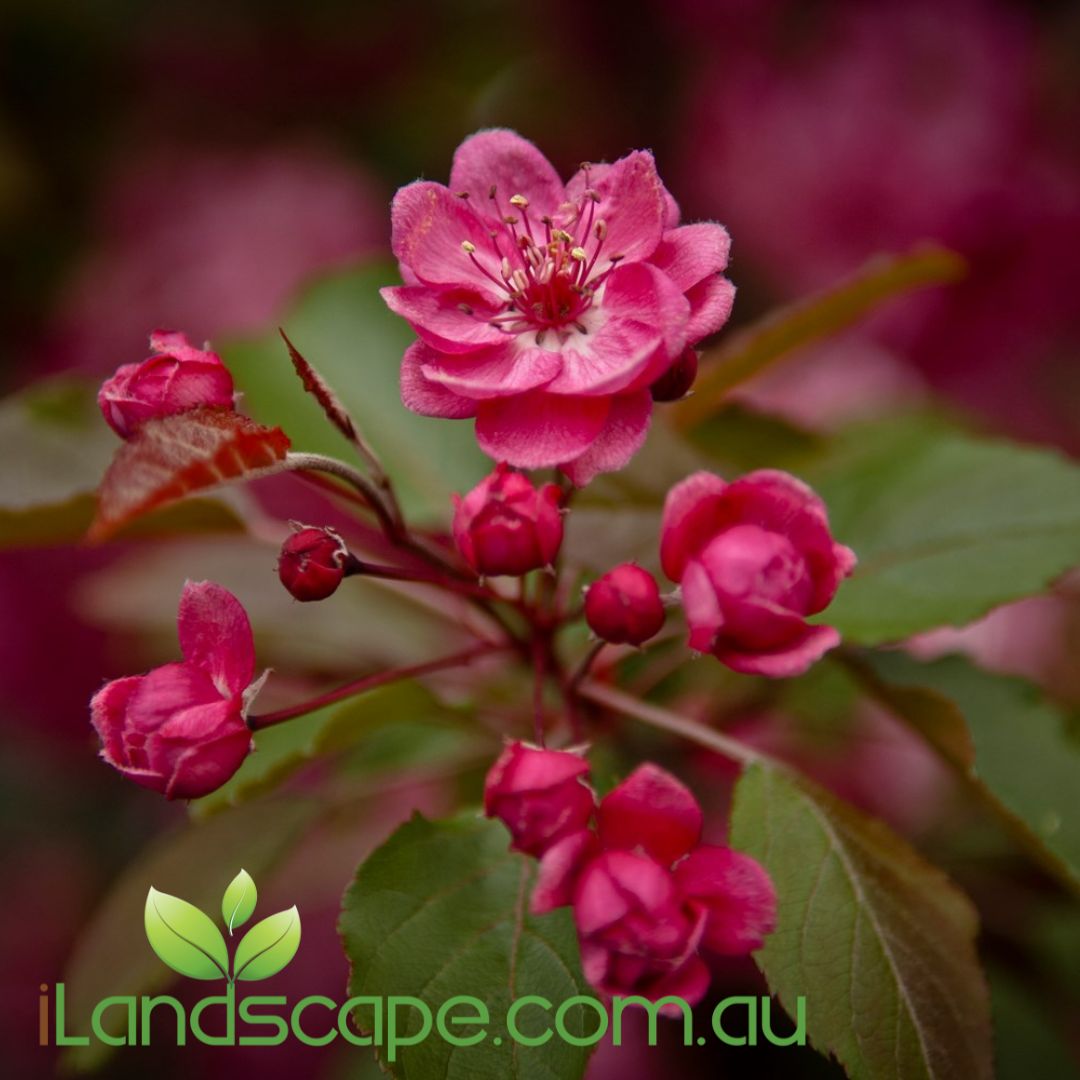 Wychwood Ruby Crab Apple | Malus yunnanensis Ornamental Tree – Sunshine ...