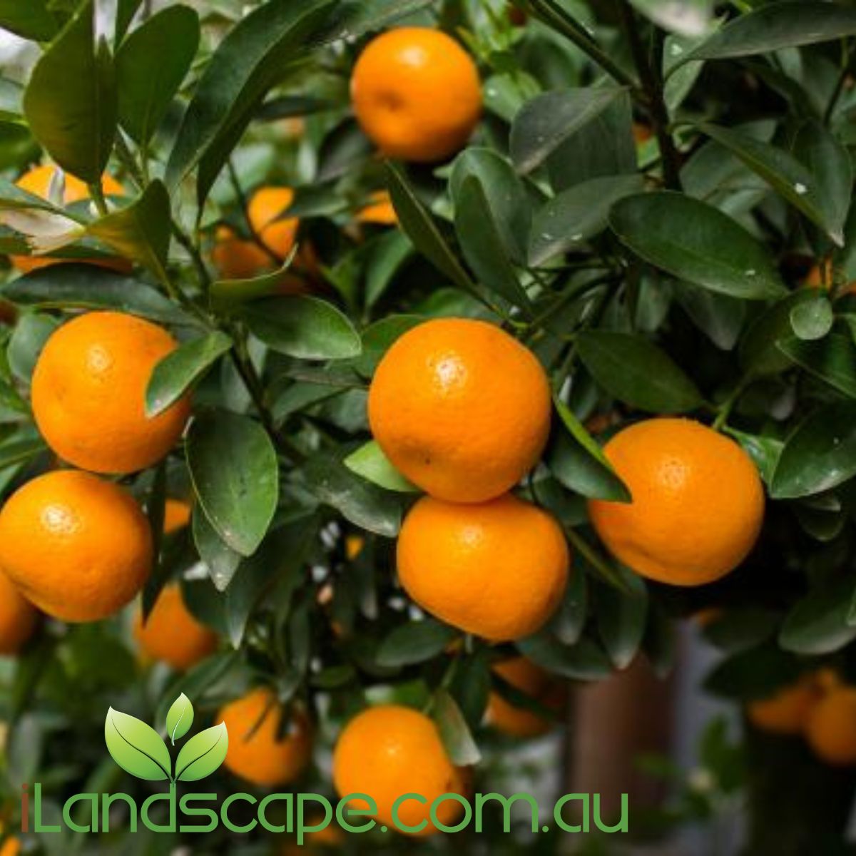 Mandarin Dwarf 'Fremont' – Sunshine Coast Nursery & Garden Centre