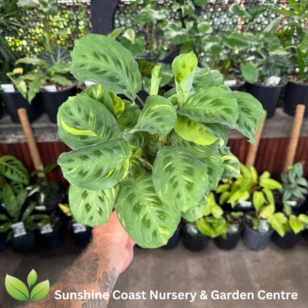 Indoor Plants Sunshine Coast – Sunshine Coast Nursery & Garden Centre