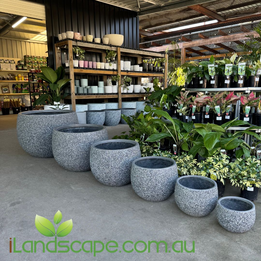 Mega Belly Pot - Pebble Finish – Sunshine Coast Nursery & Garden Centre