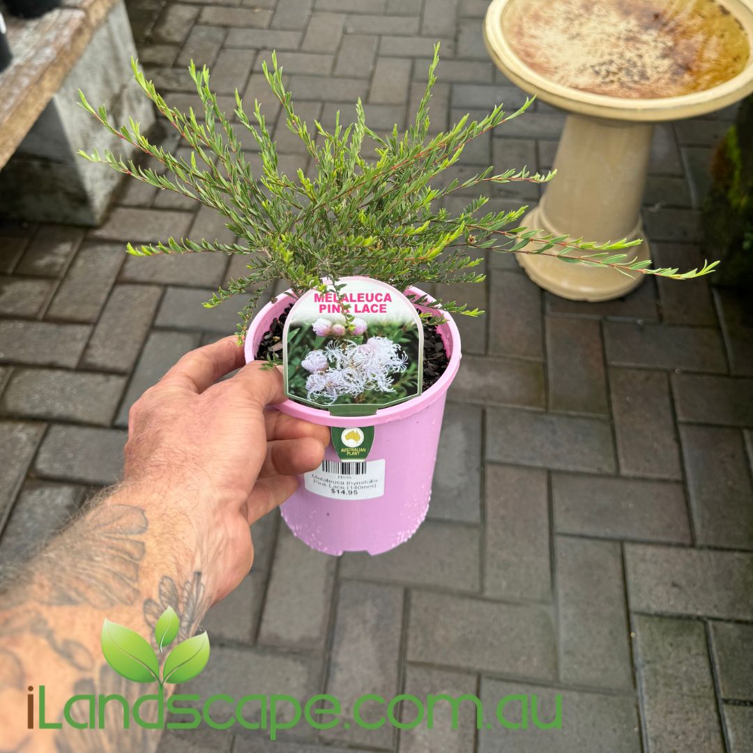 All-Time Favourite Compact Natives for Small Hedges, Borders and Topia ...