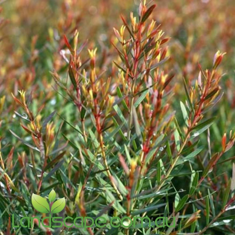 All-Time Favourite Compact Natives for Small Hedges, Borders and Topia ...