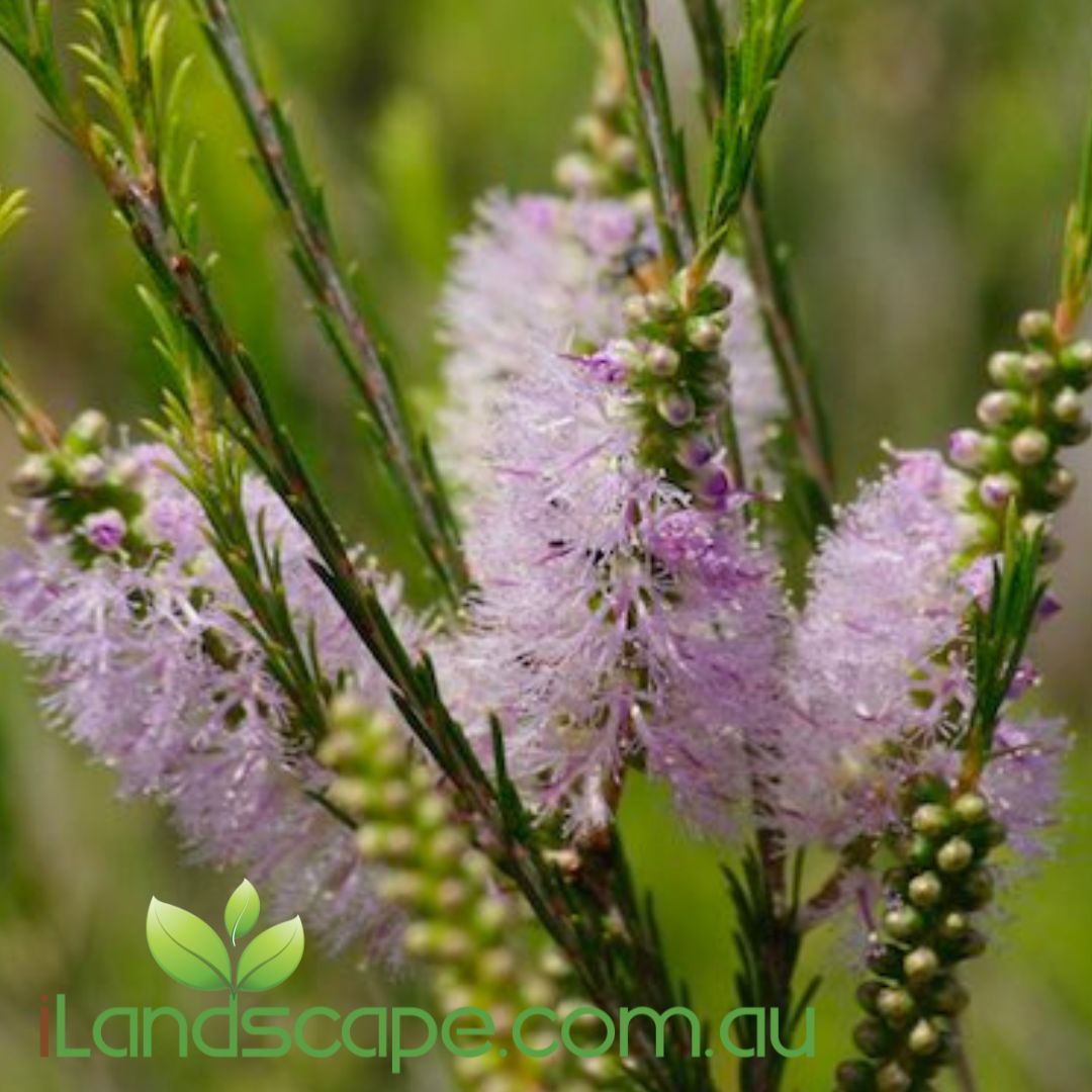 All-Time Favourite Compact Natives for Small Hedges, Borders and Topia ...