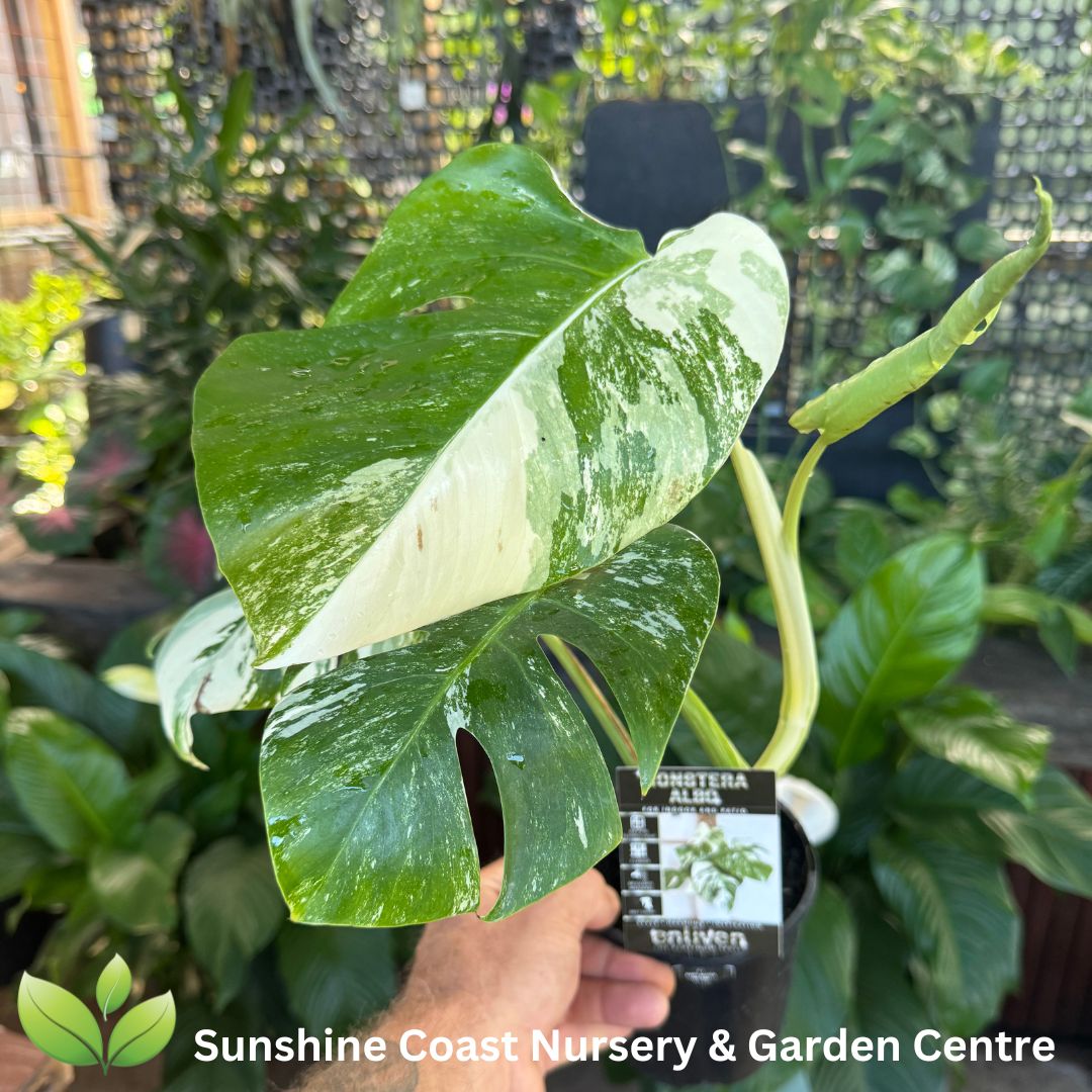 Indoor Plants Sunshine Coast – Sunshine Coast Nursery & Garden Centre