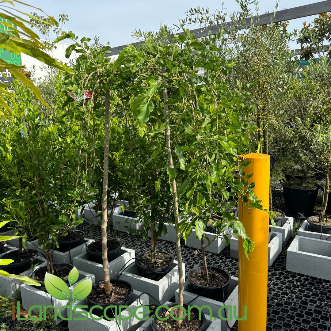 Weeping Mulberry Standard Fruiting