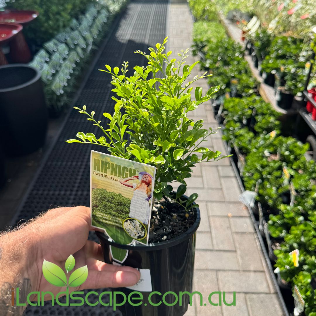 Murraya ‘Hip High’ PBR – Compact Mock Orange Hedge Plant | Sunshine ...