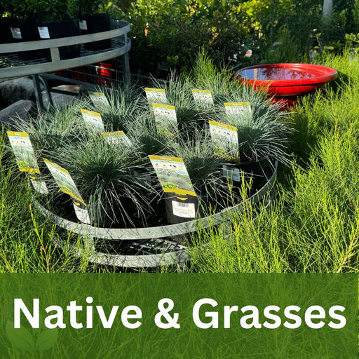 The Sunshine Coast Nursery and Garden Centre - Caloundra – Sunshine ...