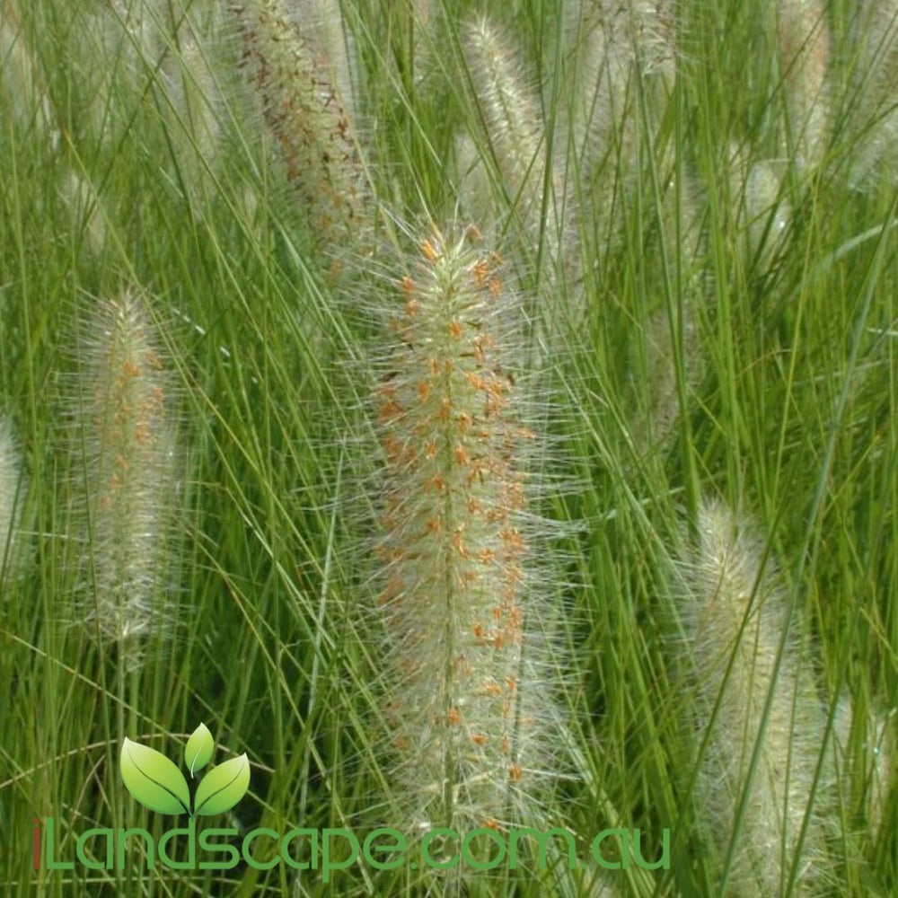Pennisetum alopecuroides | Fountain Grass for Borders & Mass Planting ...