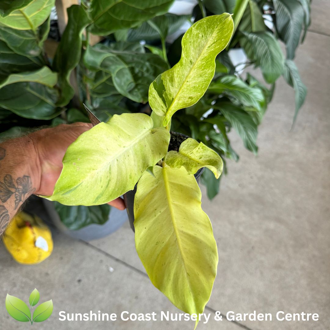 Indoor Plants Sunshine Coast – Sunshine Coast Nursery & Garden Centre