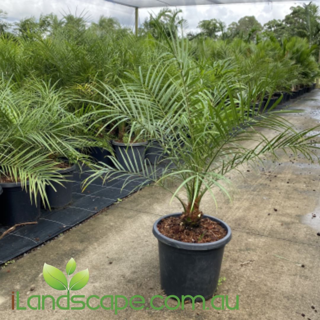 Phoenix roebelenii – Sunshine Coast Nursery & Garden Centre