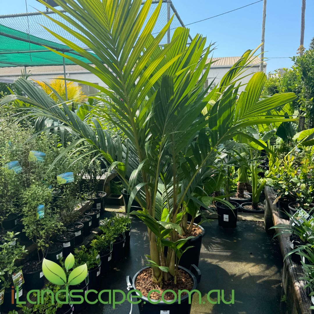 Pinanga coronata | Graceful Clumping Feather Palm – Sunshine Coast ...