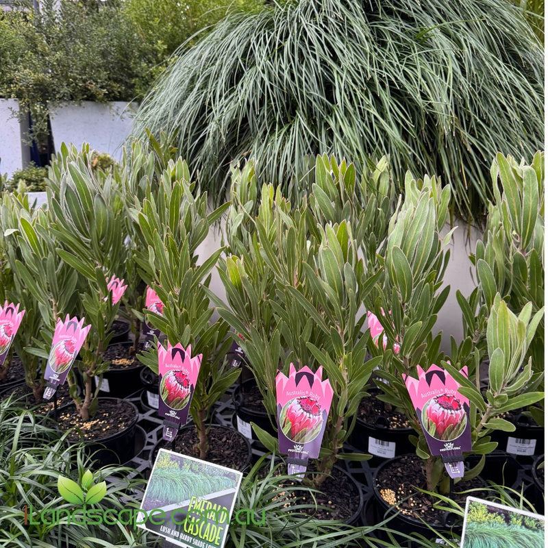 Buy Plants Online or In-Store | Sunshine Coast Garden Centre – Sunshine ...