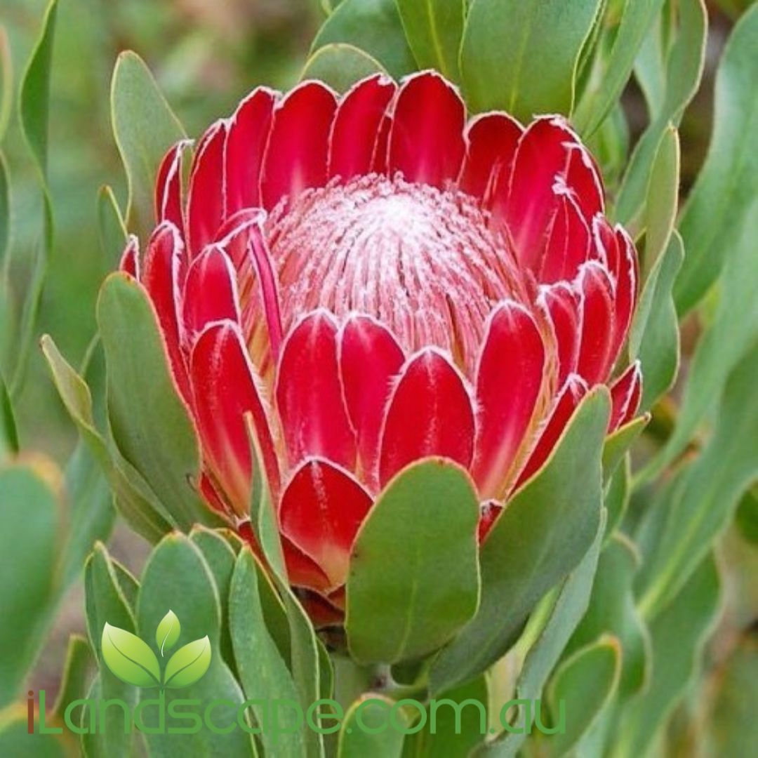 Protea Pink Ice | Hardy Pink Flowering Protea – Sunshine Coast Nursery ...
