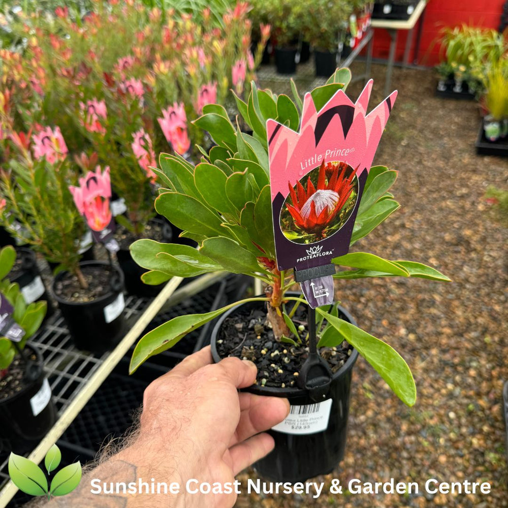 Protea Little Prince PBR – Sunshine Coast Nursery & Garden Centre