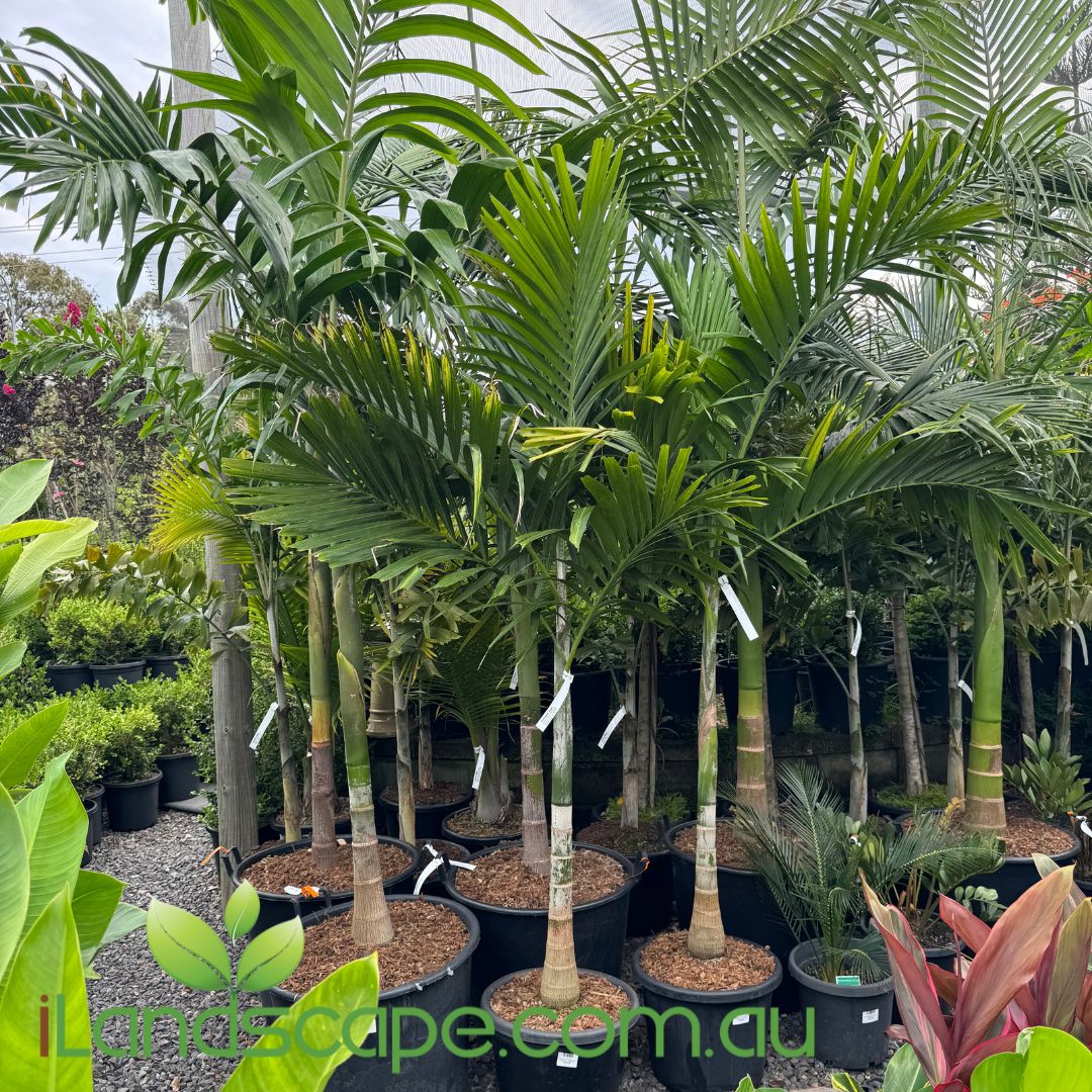 Ptychosperma elegans - Solitare Palm – Sunshine Coast Nursery & Garden ...