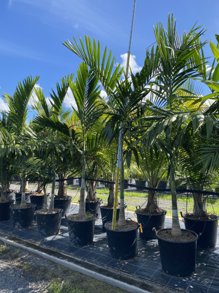 Ptychosperma elegans - Solitare Palm – Sunshine Coast Nursery & Garden ...