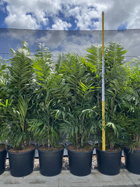 Ptychosperma macarthurii - Macarthur Palm – Sunshine Coast Nursery ...