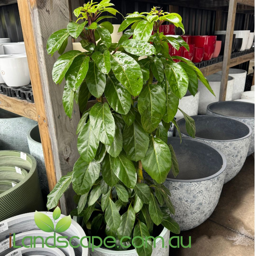 Schefflera Alpine Junior – Sunshine Coast Nursery & Garden Centre