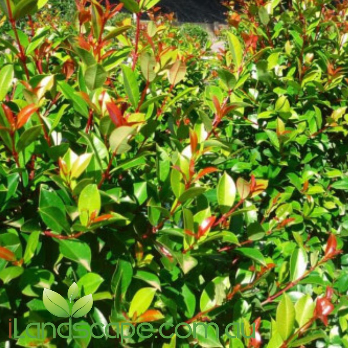 Syzygium ‘Resilience’ | Hardy Psyllid-Resistant Lilly Pilly Hedge ...