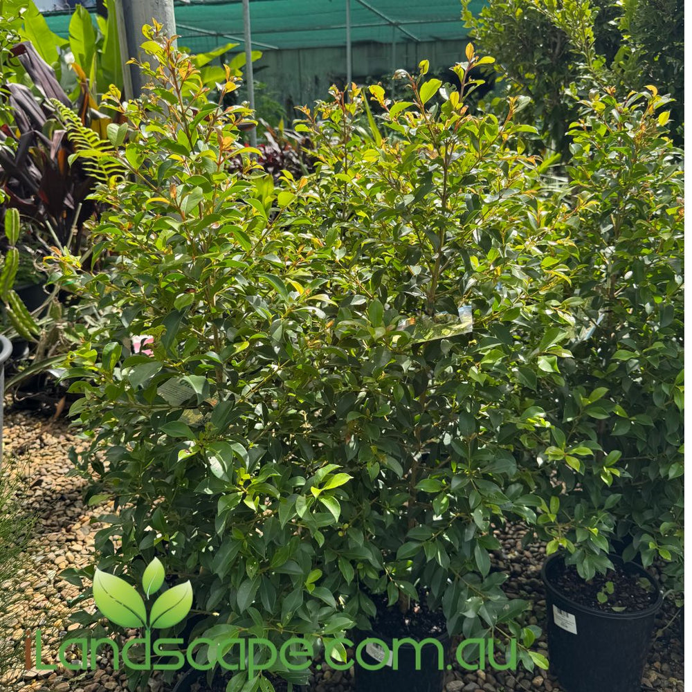 Syzygium australe ‘Green Machine’ – Dense Hedging Lilly Pilly ...