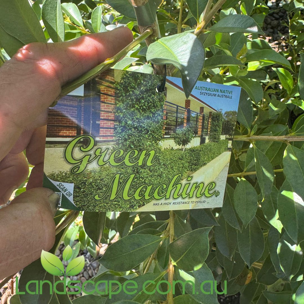 Syzygium australe ‘Green Machine’ – Dense Hedging Lilly Pilly ...