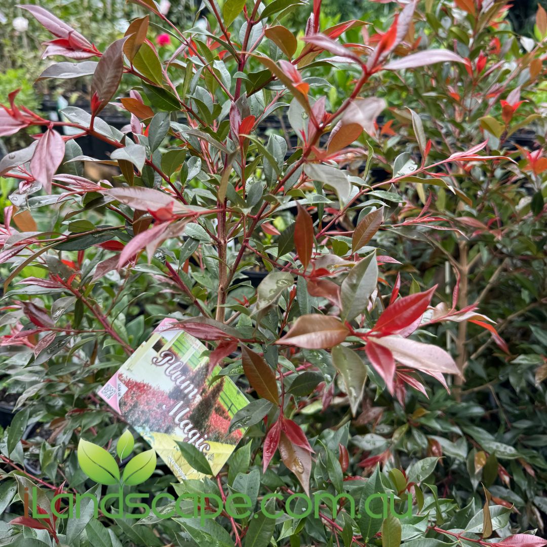 Syzygium ‘Plum Magic’ | Colourful New Growth Lilly Pilly Hedge ...